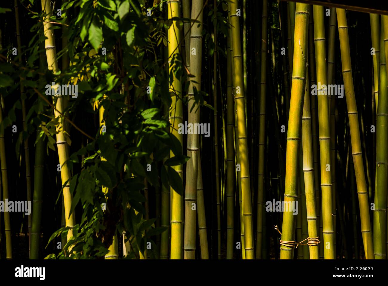 Beautiful bamboo tree in the bamboo forest Stock Photo - Alamy