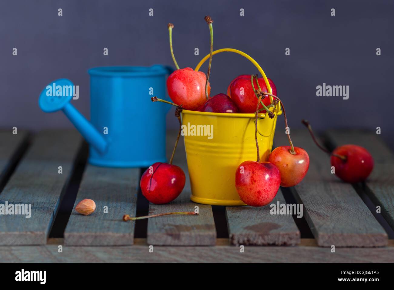 Still life with ripe and tasty cherries in a bucket and watering can ...