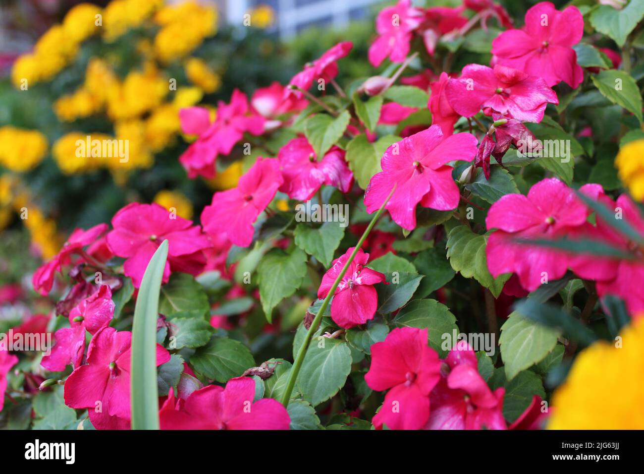 purple flowers with yellow accent out of focus Stock Photo - Alamy