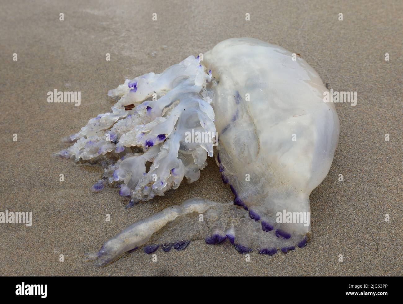 beached jellyfish with many dangerous stinging tentacles on the ...