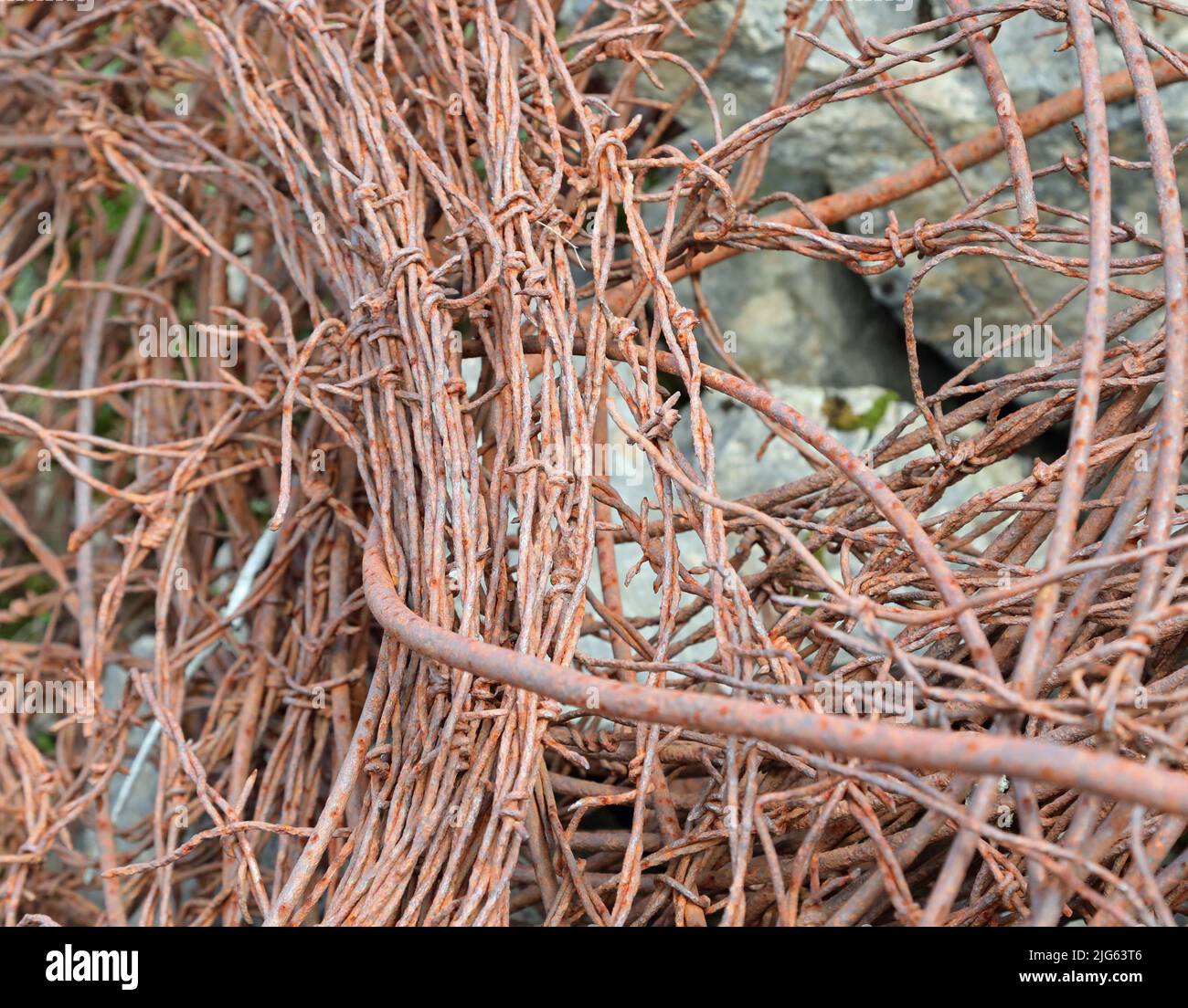 tangled skein of rusty barbed wire used to defend the borders during ...