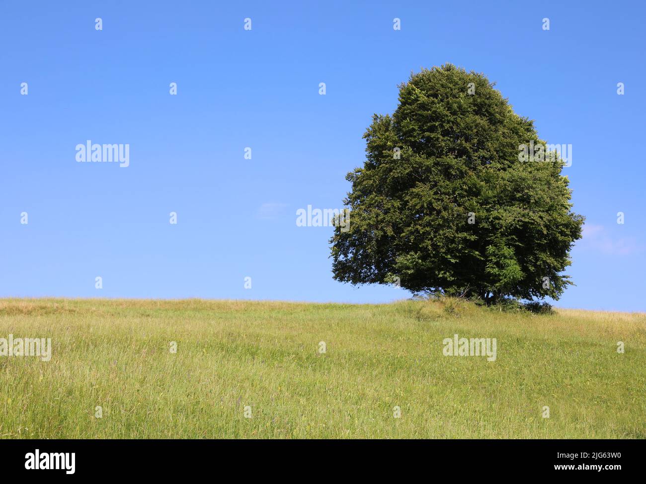 relaxing simple landscape with the hill of green grass and the tree ...