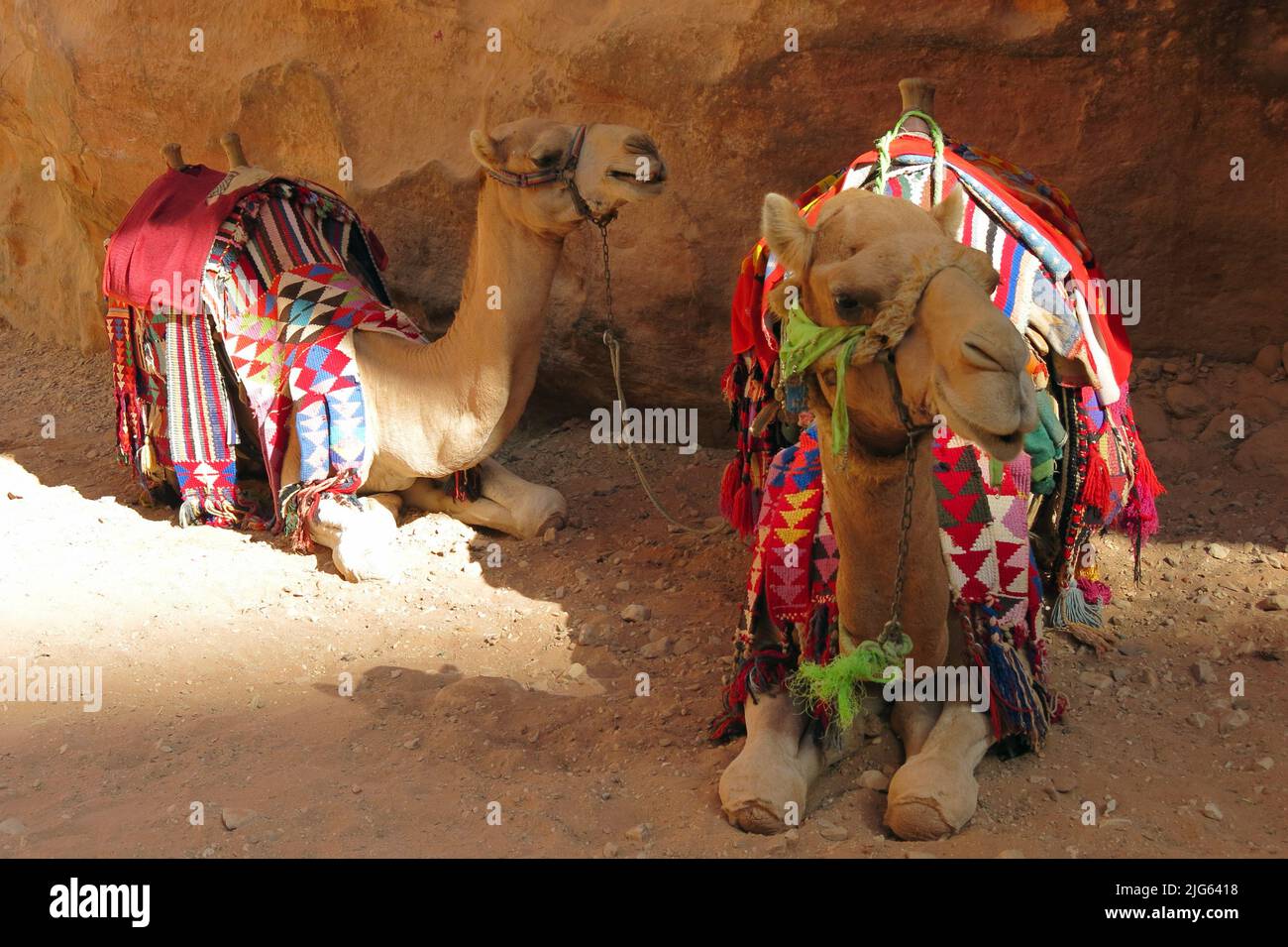 two camels crouched in the shade on the desert sand and has a fabric ...
