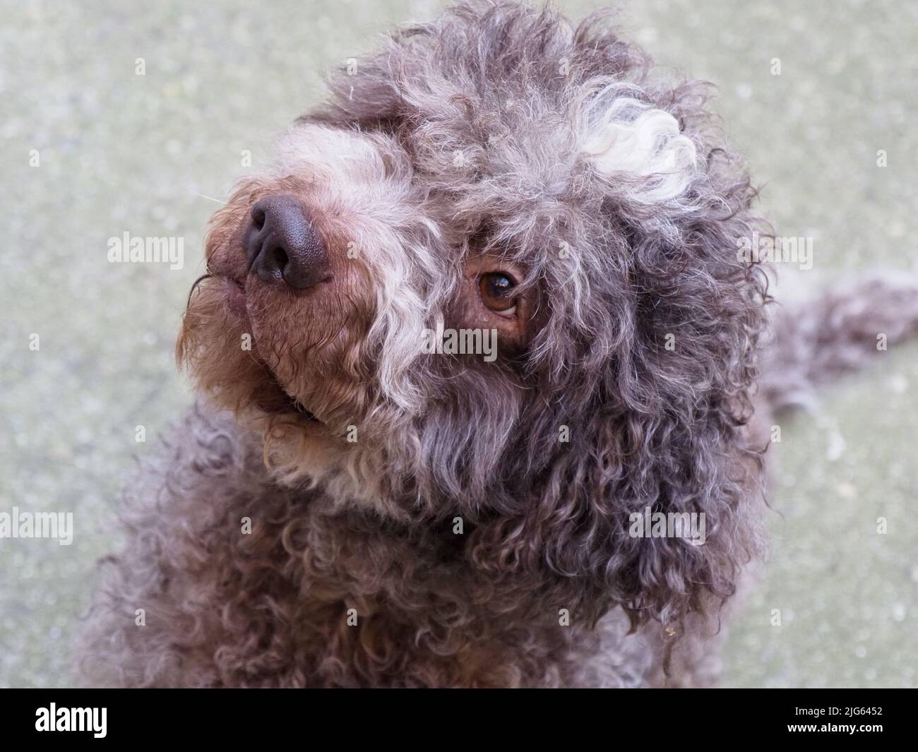 beautiful lagotto romagnolo truffle dog Stock Photo - Alamy