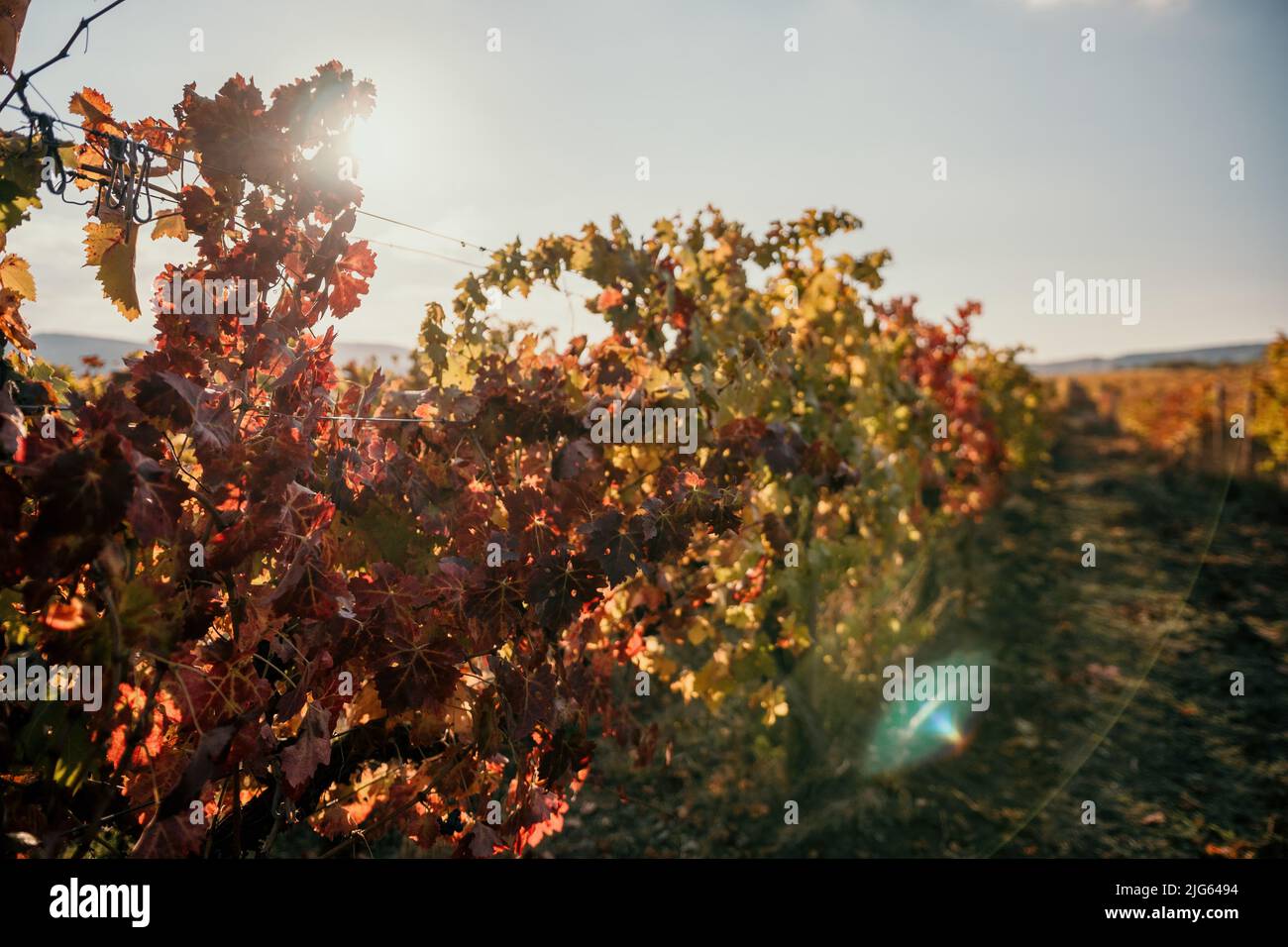 Bright autumn red orange yellow grapevine leaves at vineyard in warm sunset sunlight. Beautiful ...