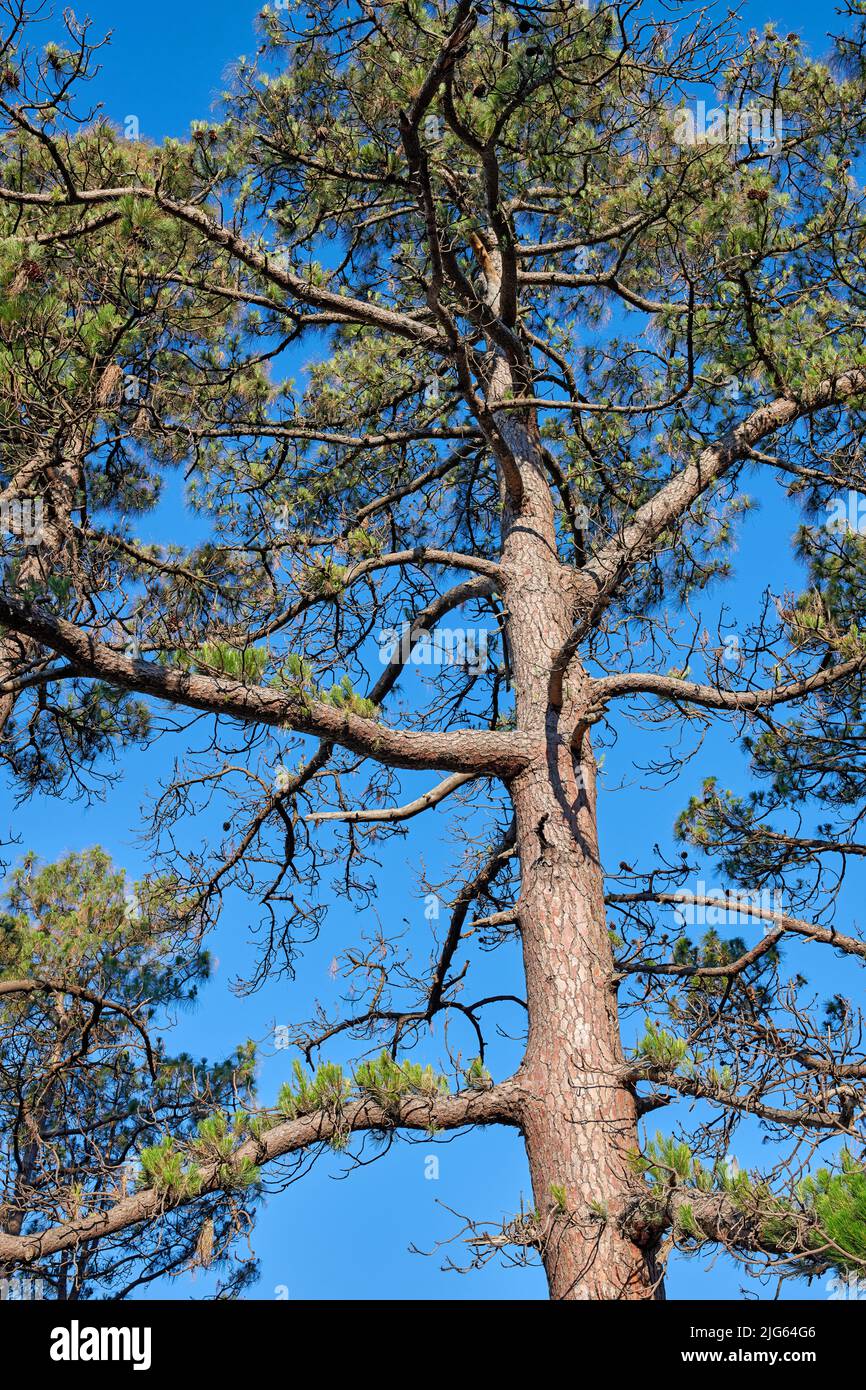 Trees of all types and seasons. A beautiful world of differences. Trees ...