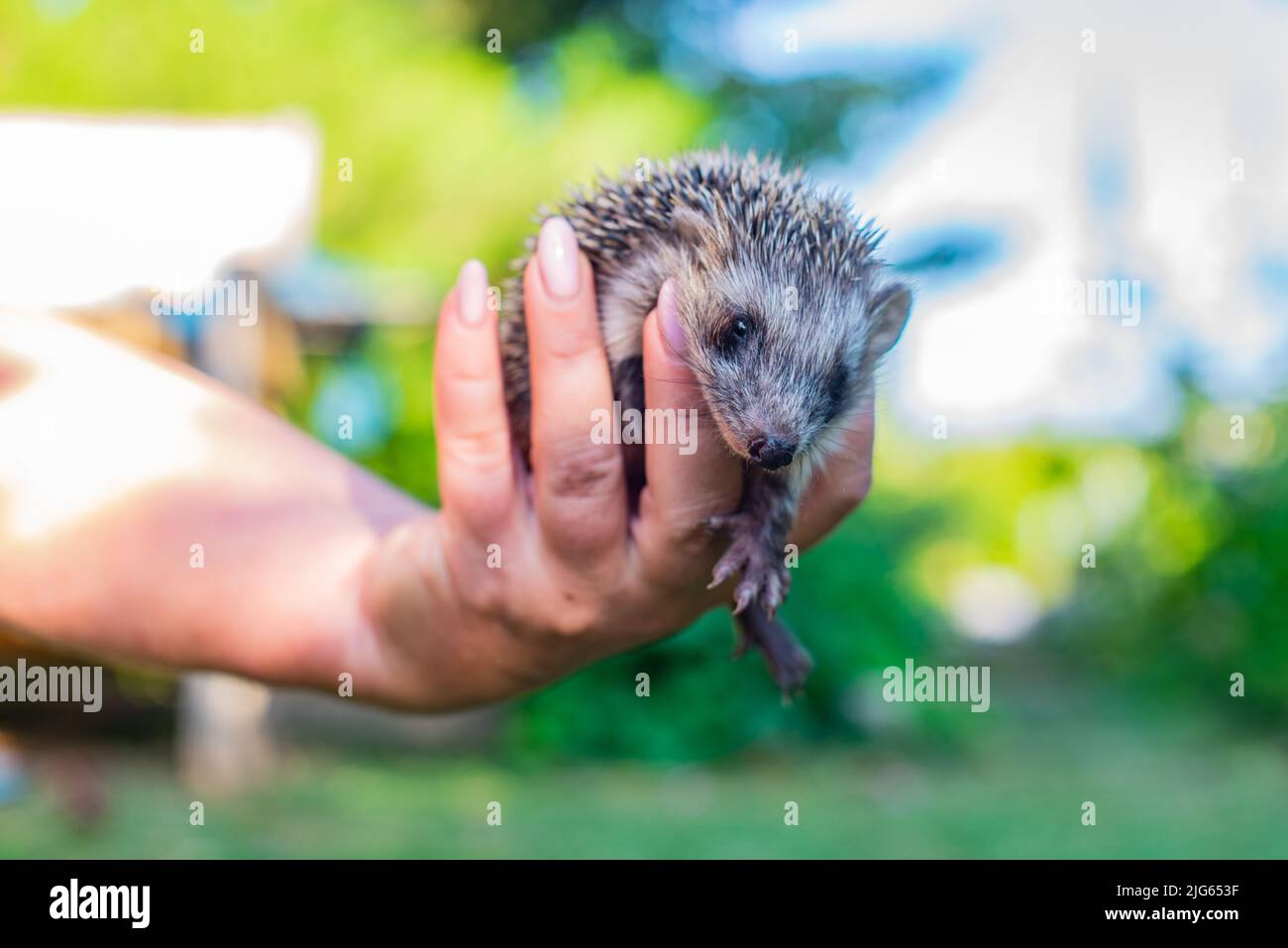 the hedgehog is sitting on the arm Stock Photo - Alamy