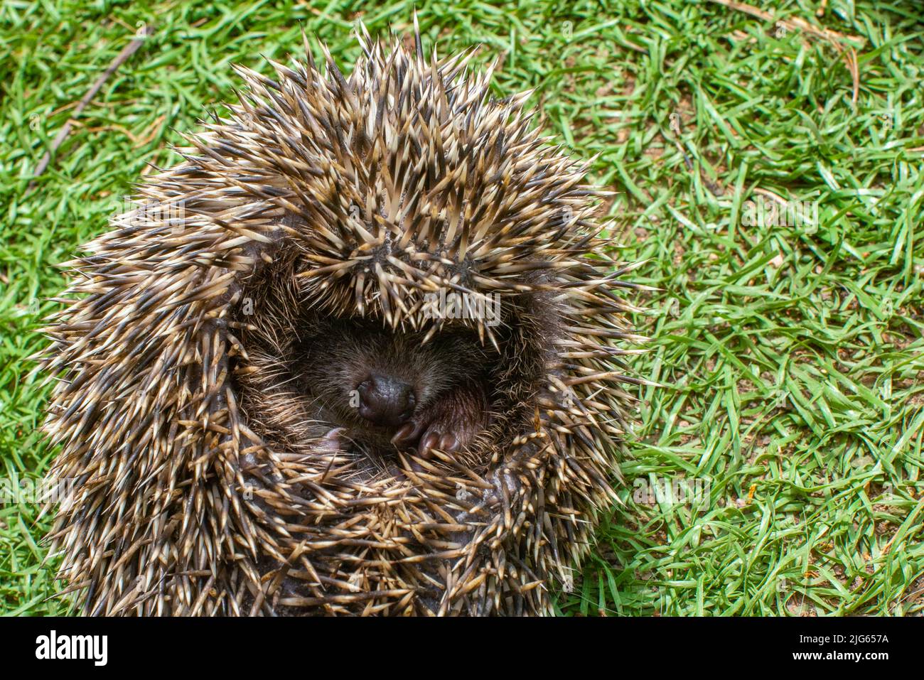 Native animals hi-res stock photography and images - Alamy