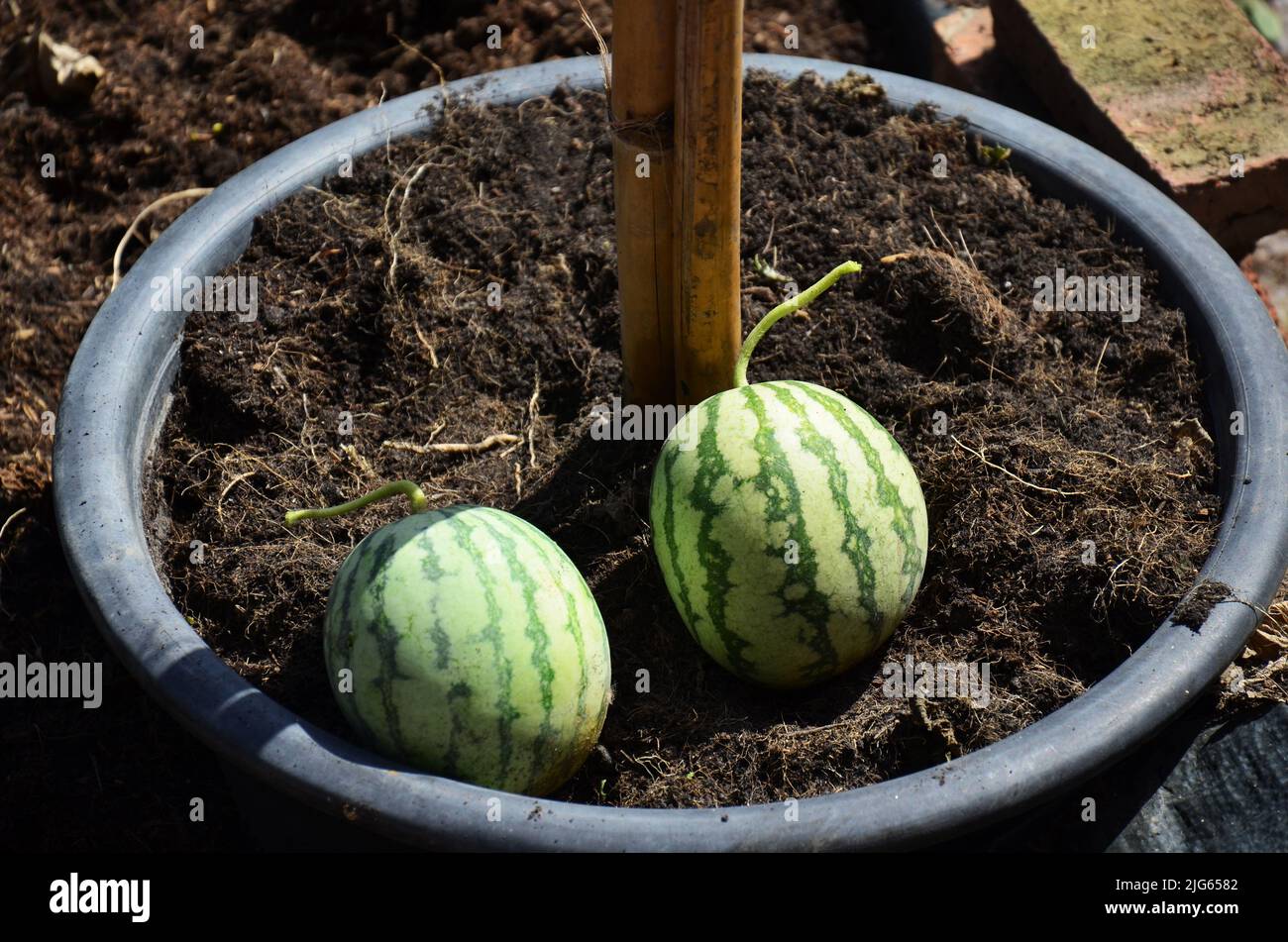 Small watermelon in gardens on terraces rooftop of house gardening ...