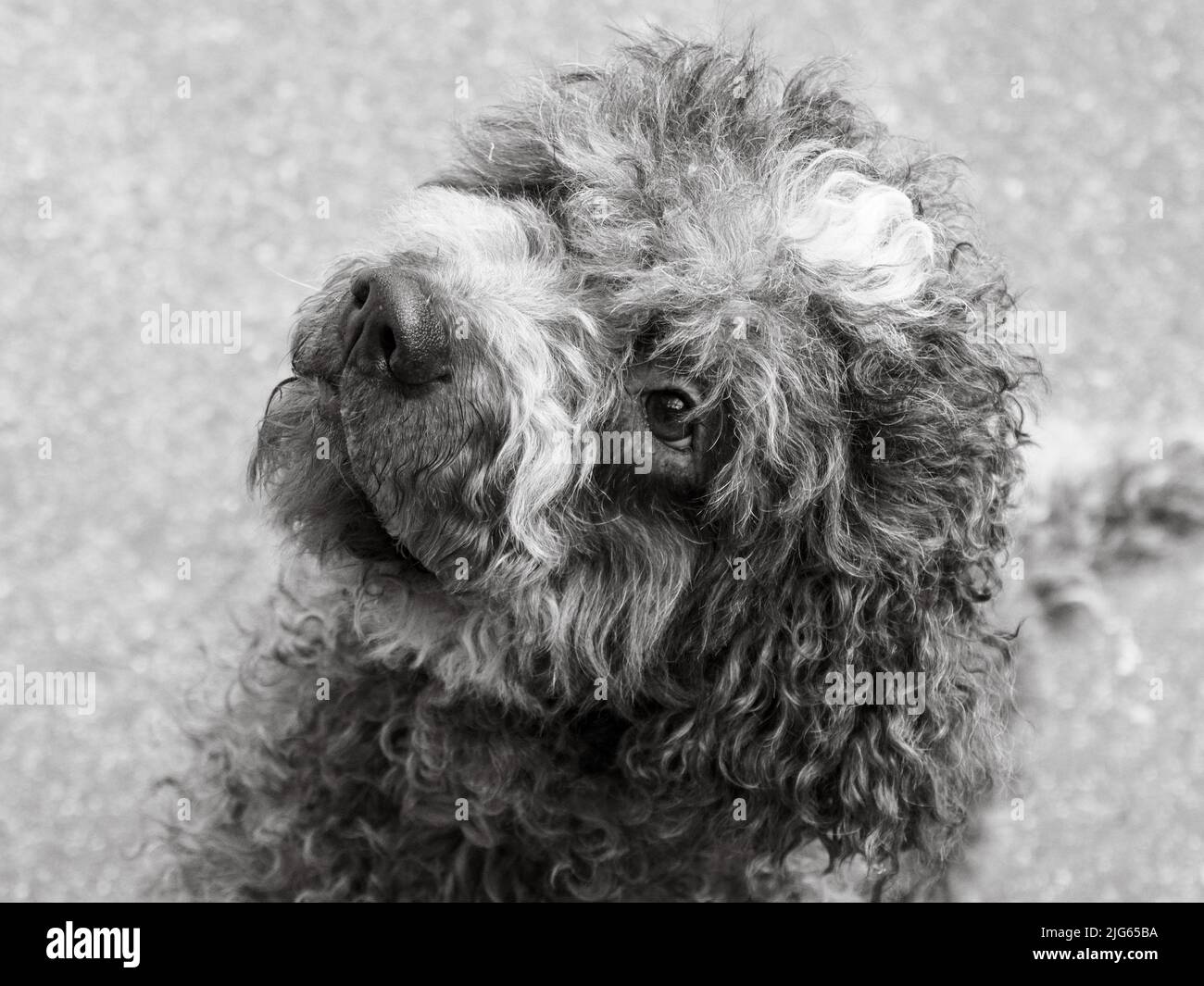 beautiful lagotto romagnolo truffle dog Stock Photo - Alamy