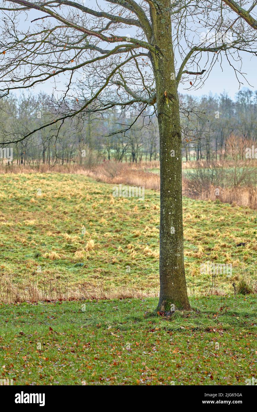 Trees of all types and seasons. A beautiful world of differences. Trees ...