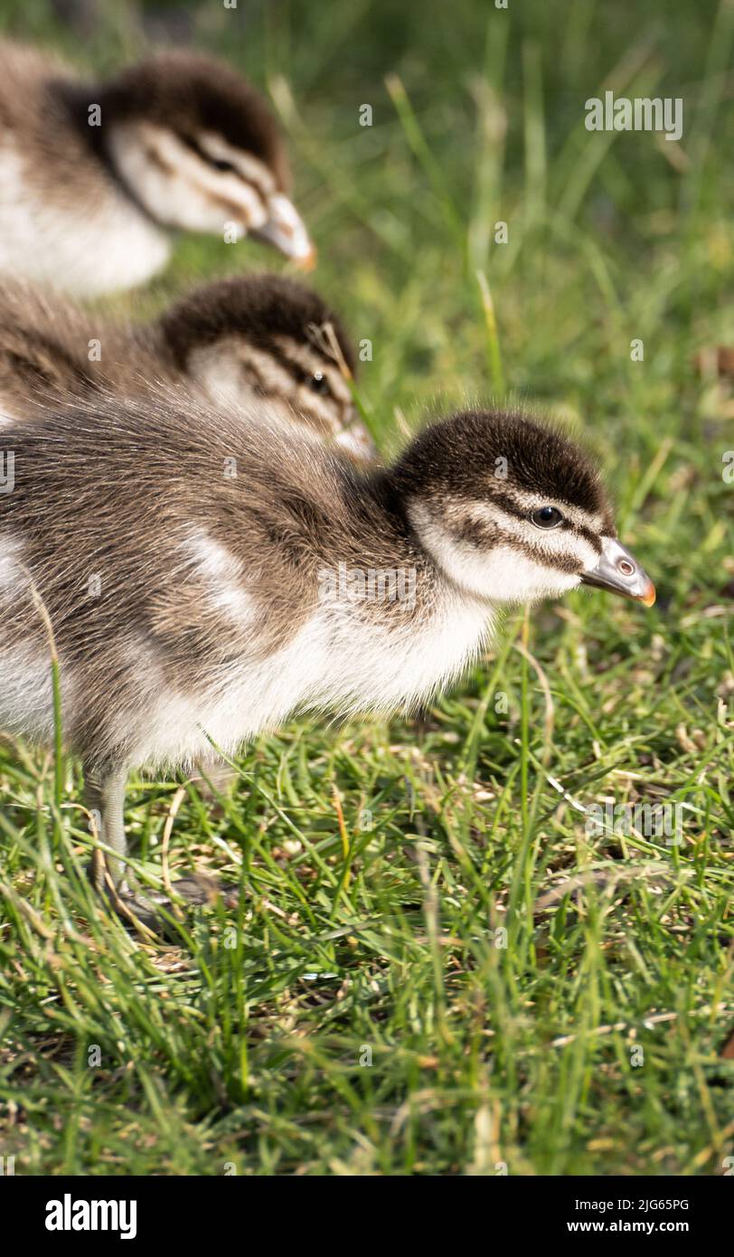 Australian duck species hi-res stock photography and images - Alamy