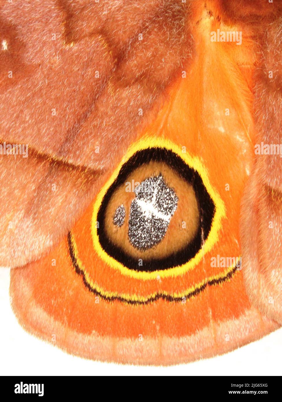 close up of the hind wing of a Saturniidae moth Hemileucinae family ...
