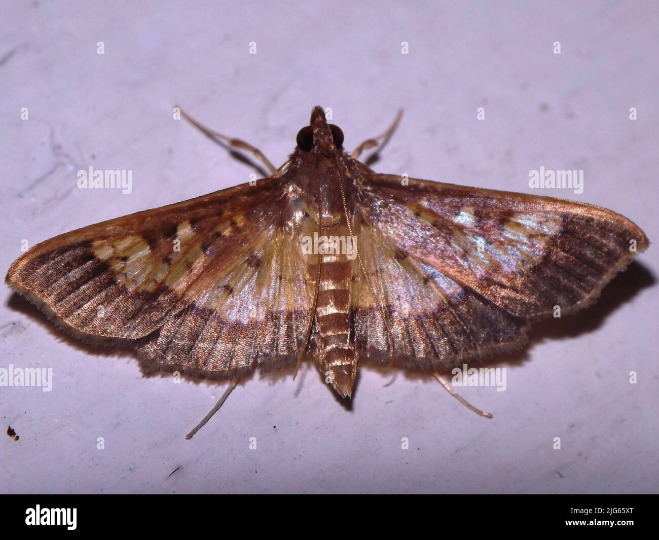 Crambidae moth (grass moth) - Crambinae unknown species isolated on a ...