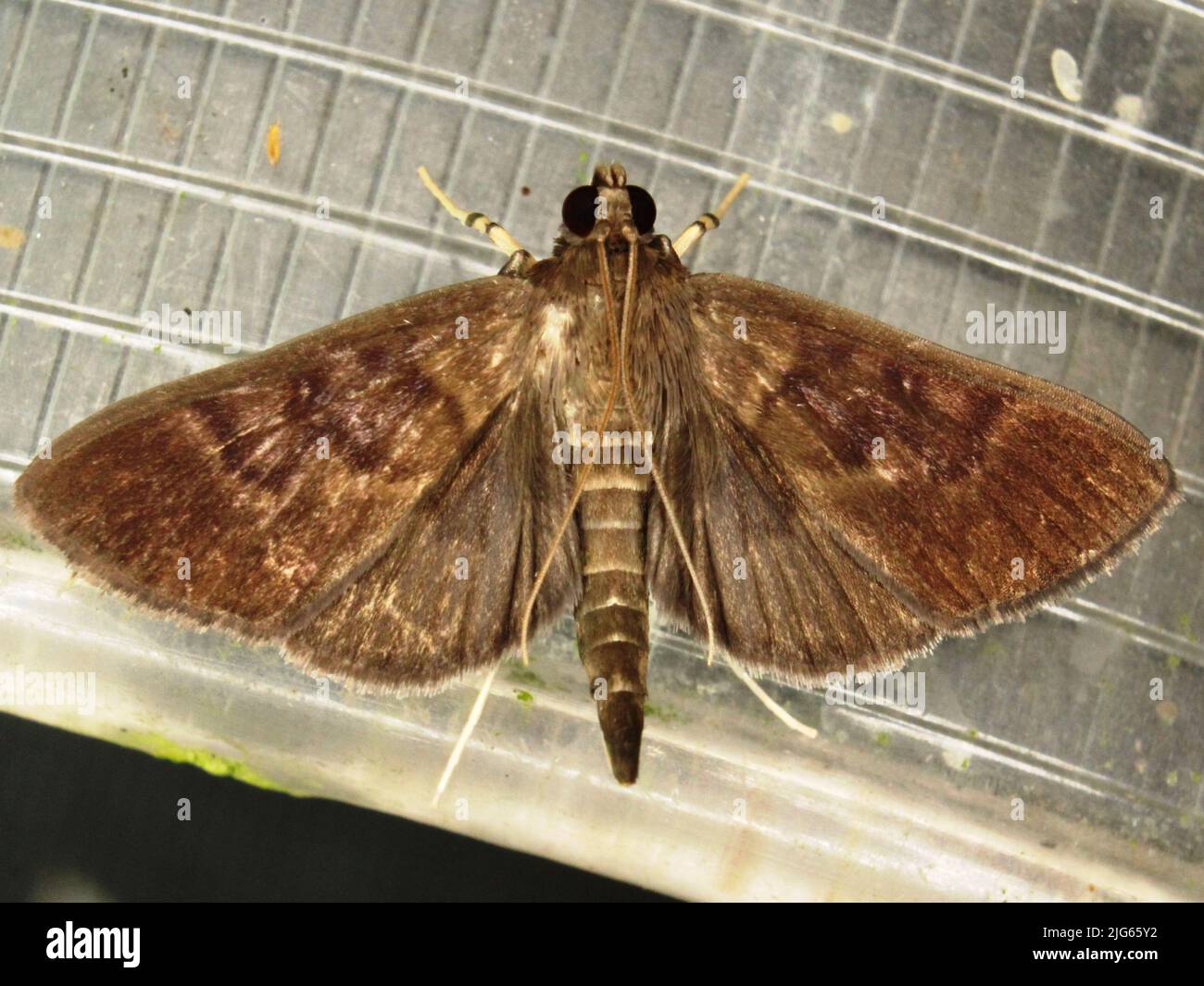 Crambidae moth (grass moth) - Crambinae unknown species isolated on a ...