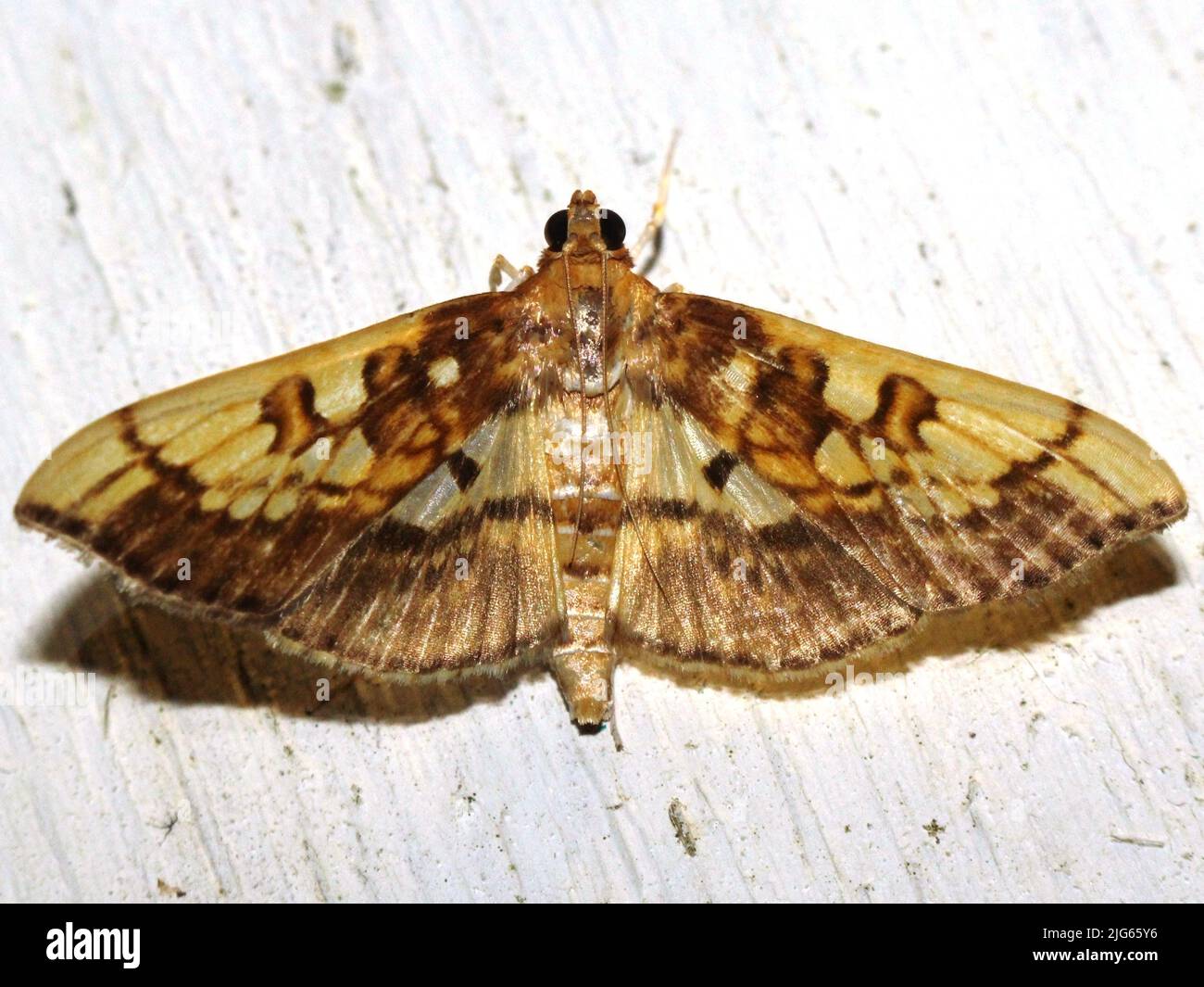Crambidae moth (grass moth) - Crambinae unknown species isolated on a ...