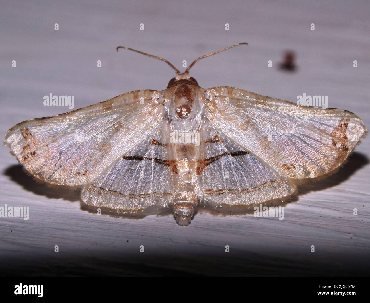 Crambidae moth (grass moth) - Crambinae unknown species isolated on a ...