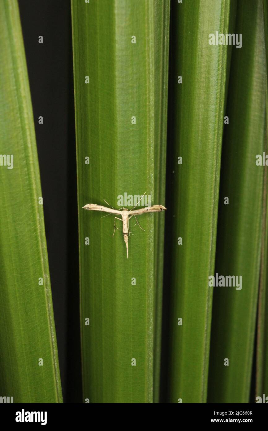 unidentified moth with tiny thin wings isolated on a natural green leaf ...