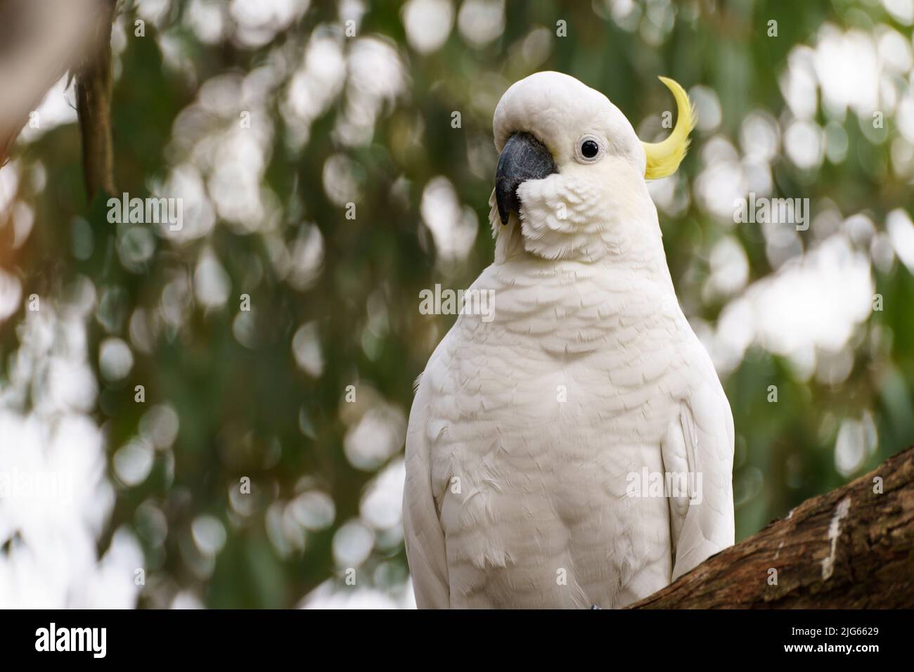 Sulphur crested cockatoos in tree hi-res stock photography and images ...