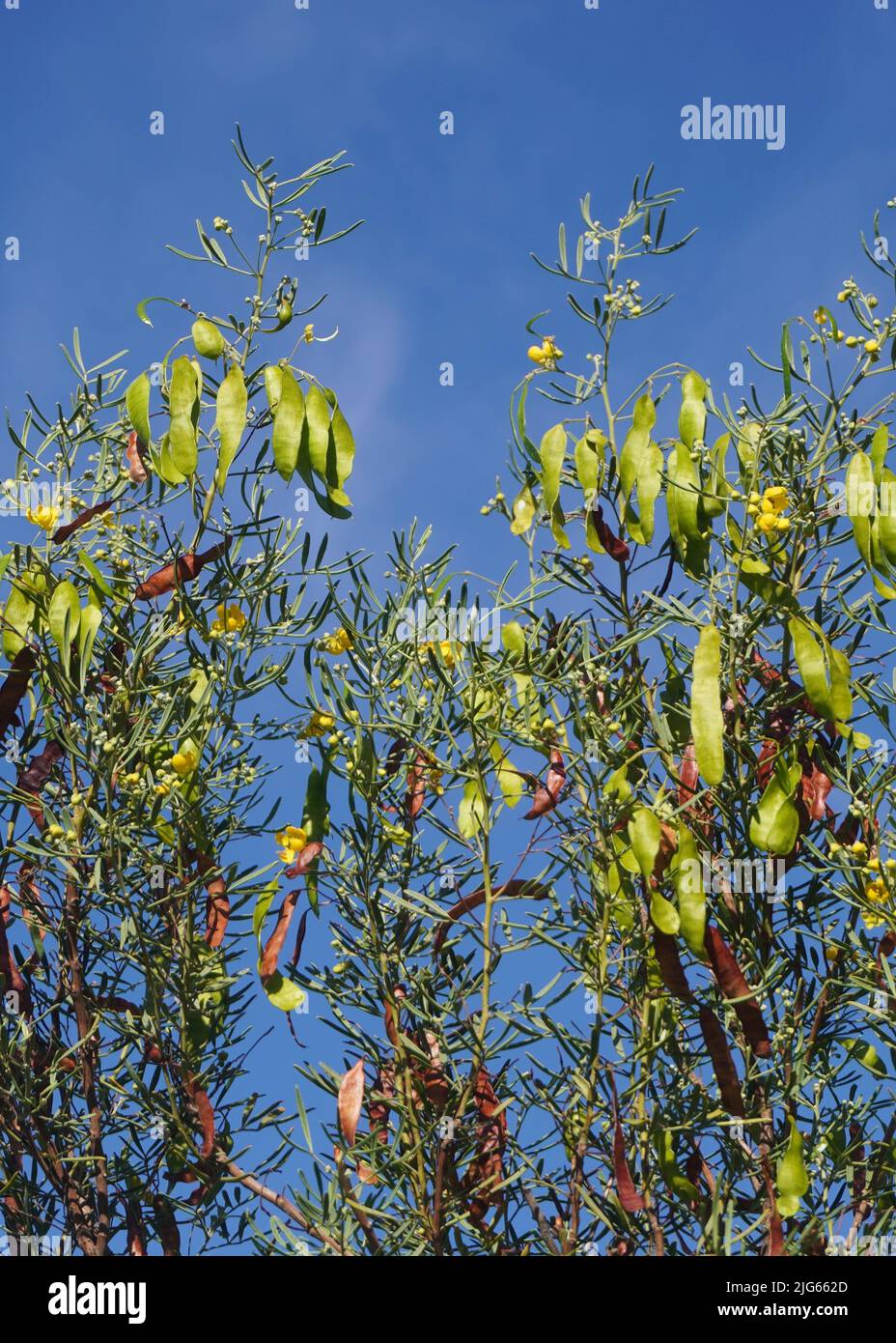 Wattle Tree Top with Seed Pods against Blue Sky Stock Photo - Alamy