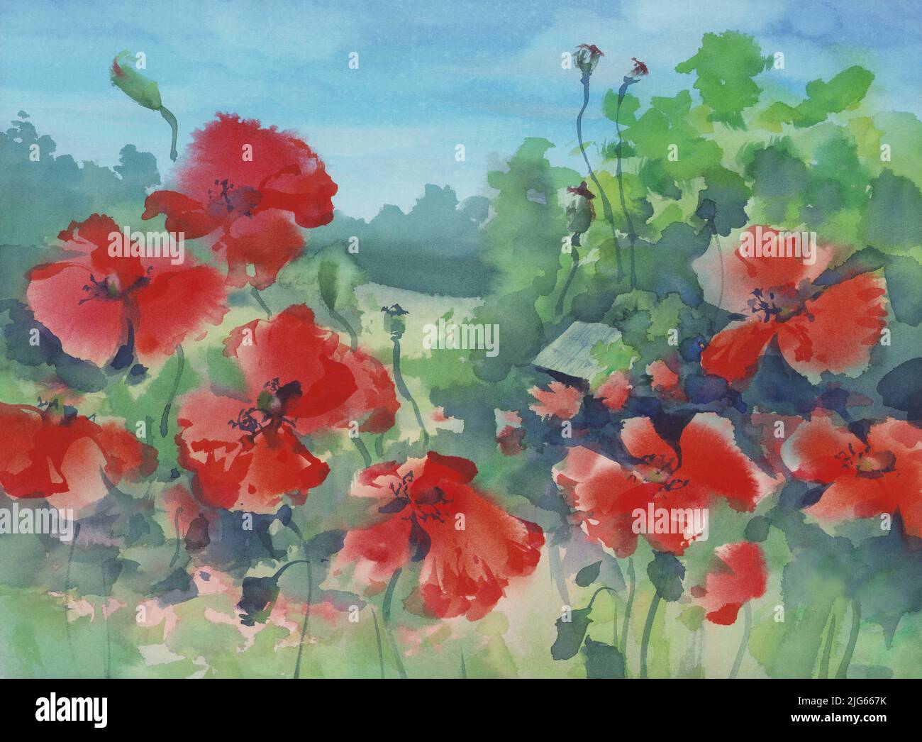 Red poppy field abstract watercolor background. Summer landscape Stock ...