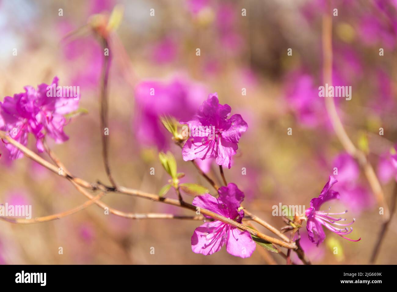 Purple labrador tea flowers on blur background. Pink wild rosmary ...