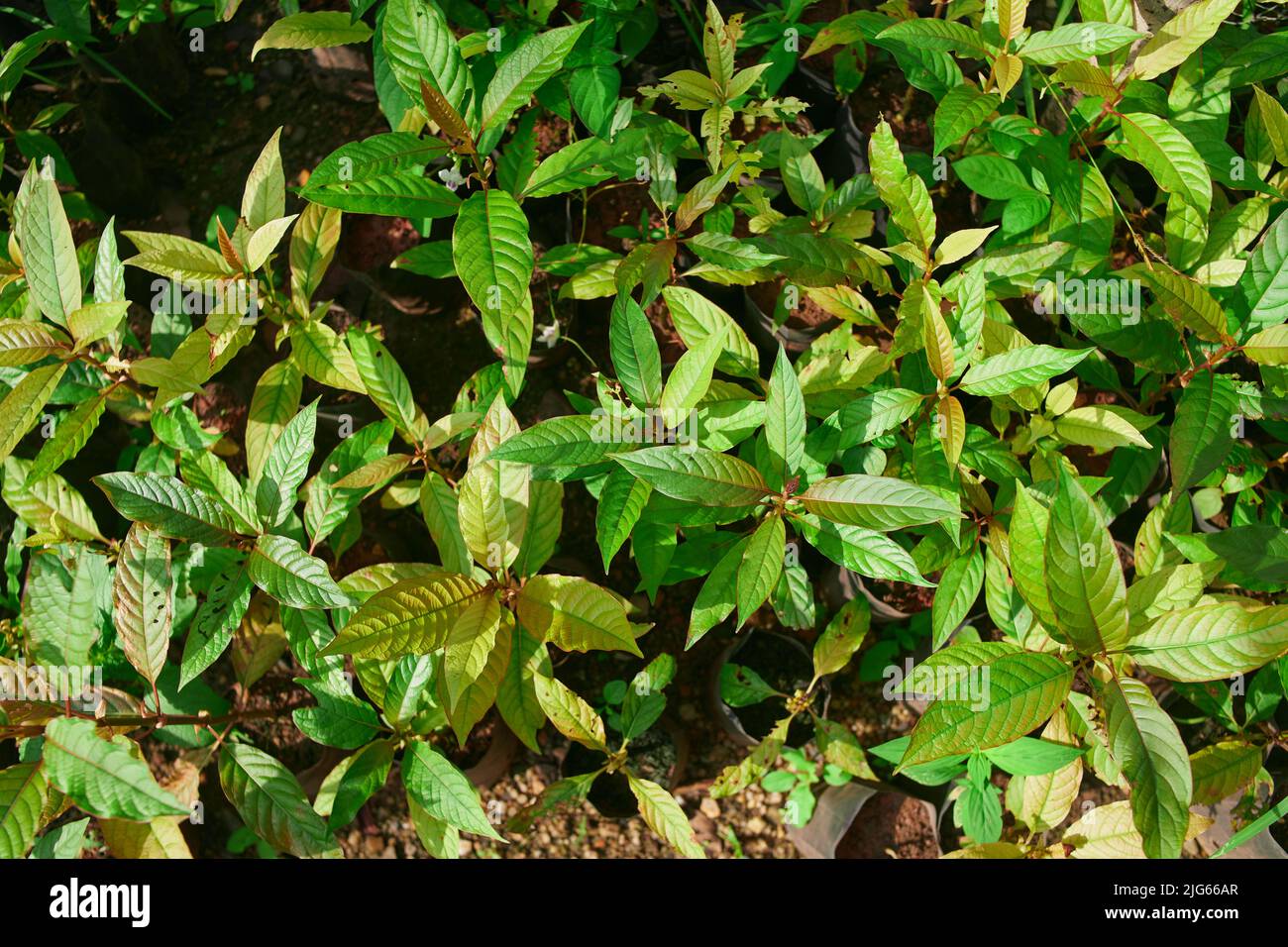 Close-up view of Mitragyna speciosa or Kratom leaves growing in the ...