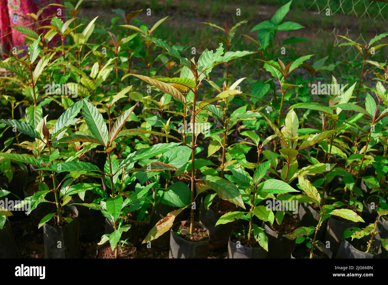 Close-up view of Mitragyna speciosa or Kratom leaves growing in the ...