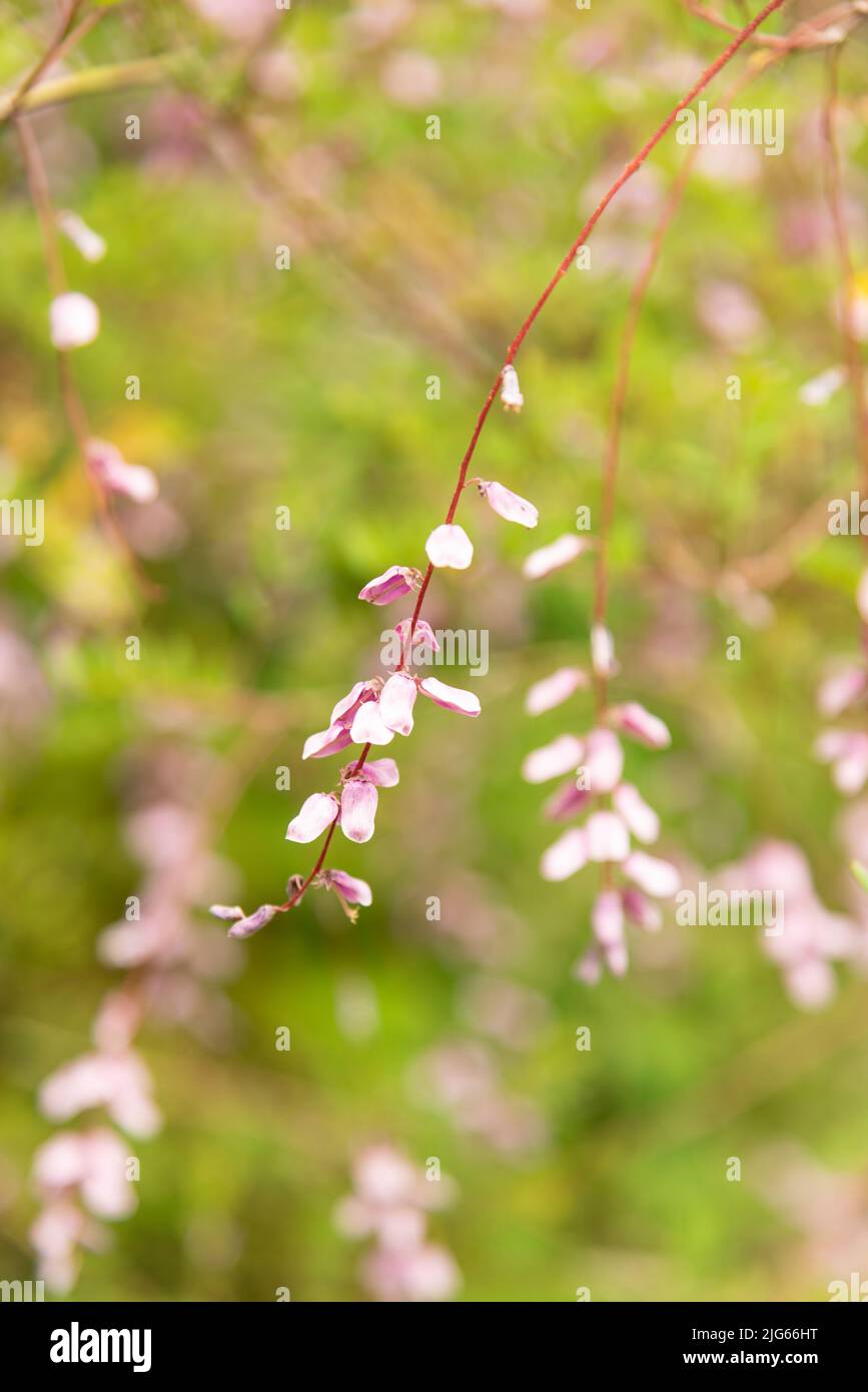 Indigofera pendula, weeping indigo Stock Photo - Alamy