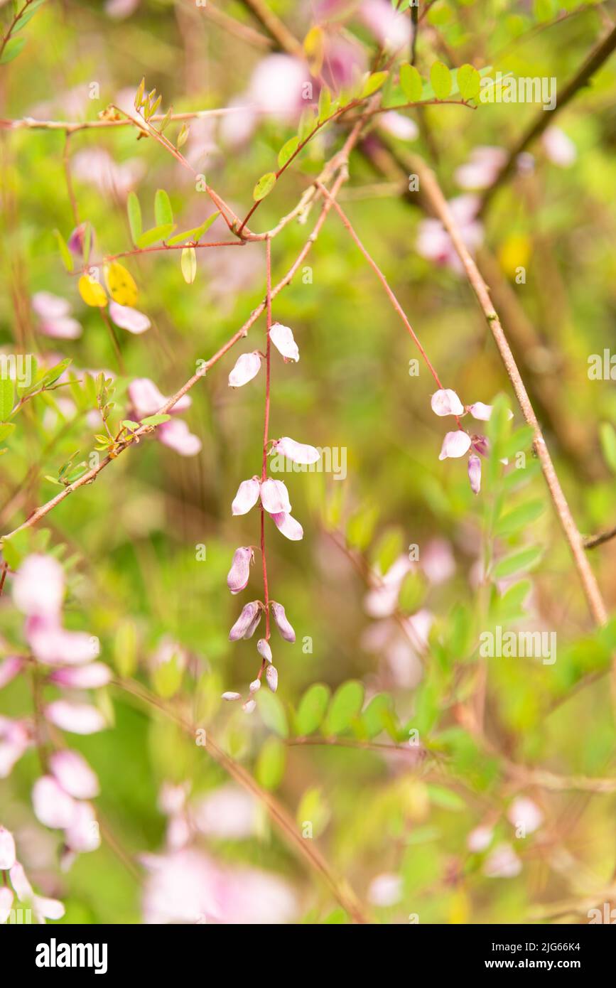Indigofera pendula, weeping indigo Stock Photo - Alamy