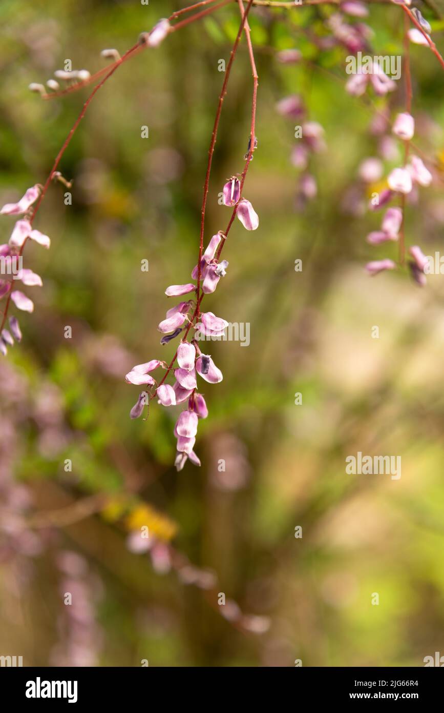 Indigofera pendula, weeping indigo Stock Photo - Alamy
