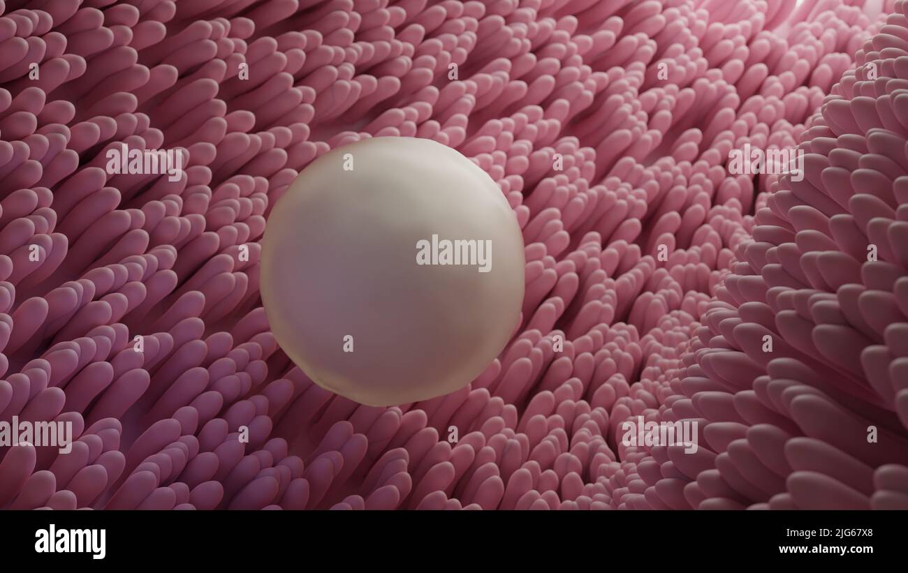 Of fallopian tube hi-res stock photography and images - Alamy