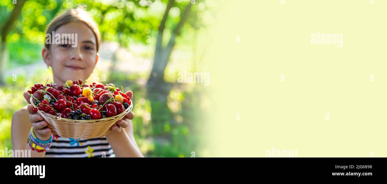 The child eats berries in the garden. Selective focus. Kid Stock Photo ...