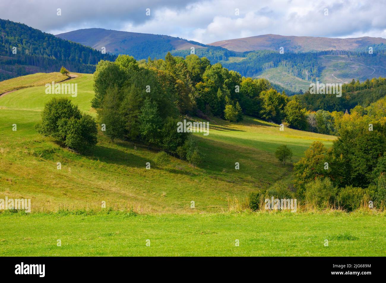 mountainous countryside scenery in early autumn. grassy rolling hills ...