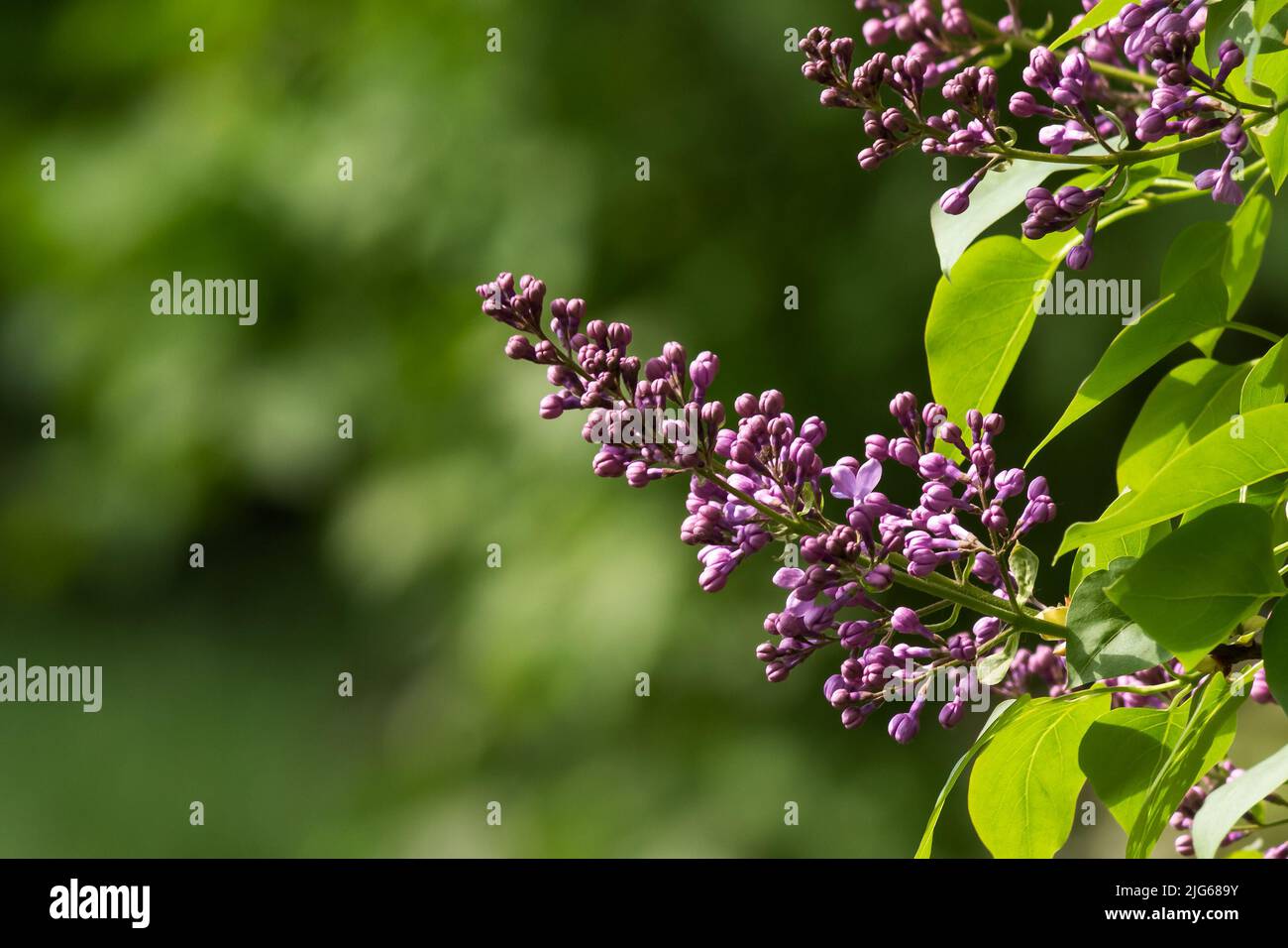 purple lilac plant in blossom. beautiful green floral nature background ...