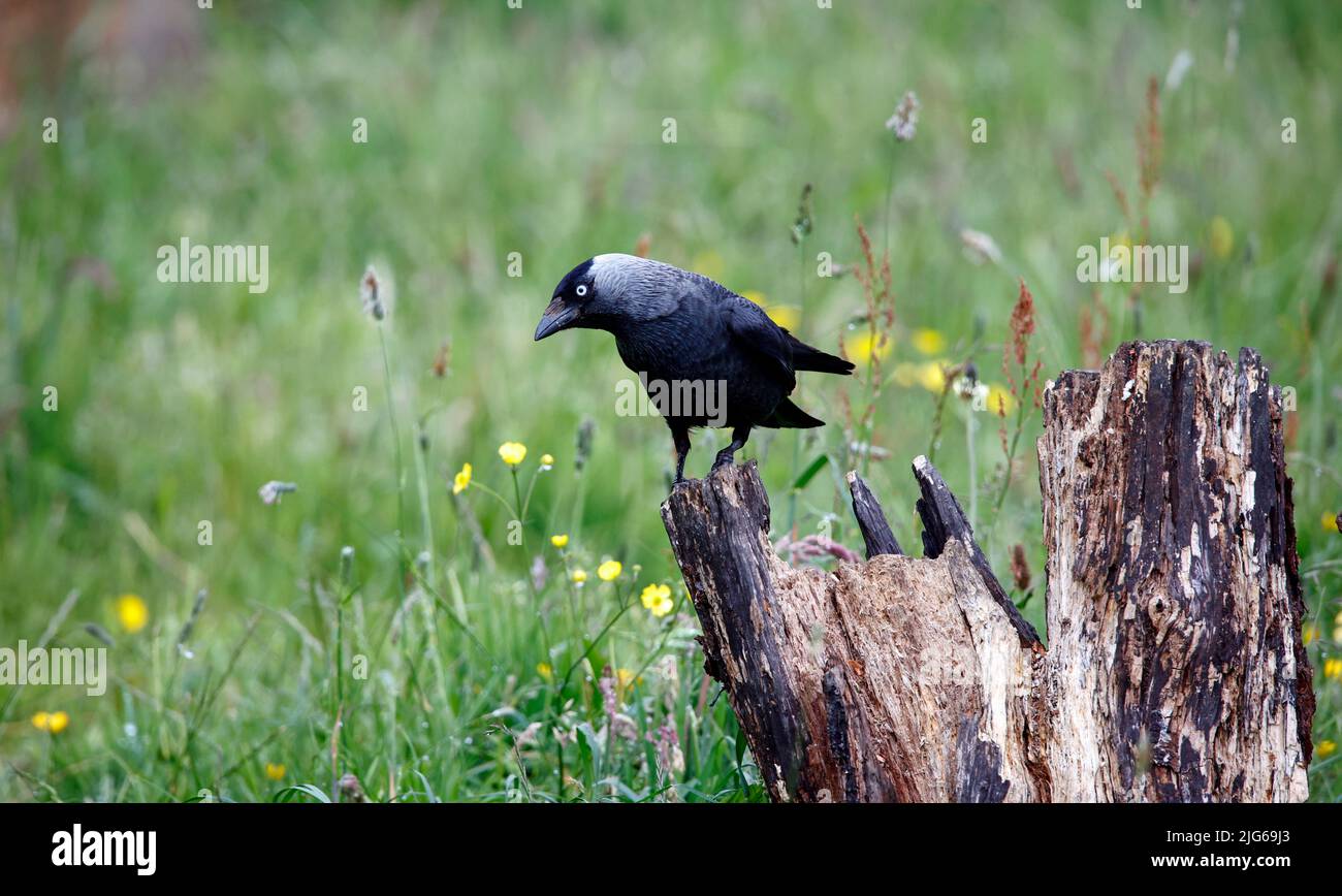Jackdaw perching on branch hi-res stock photography and images - Alamy