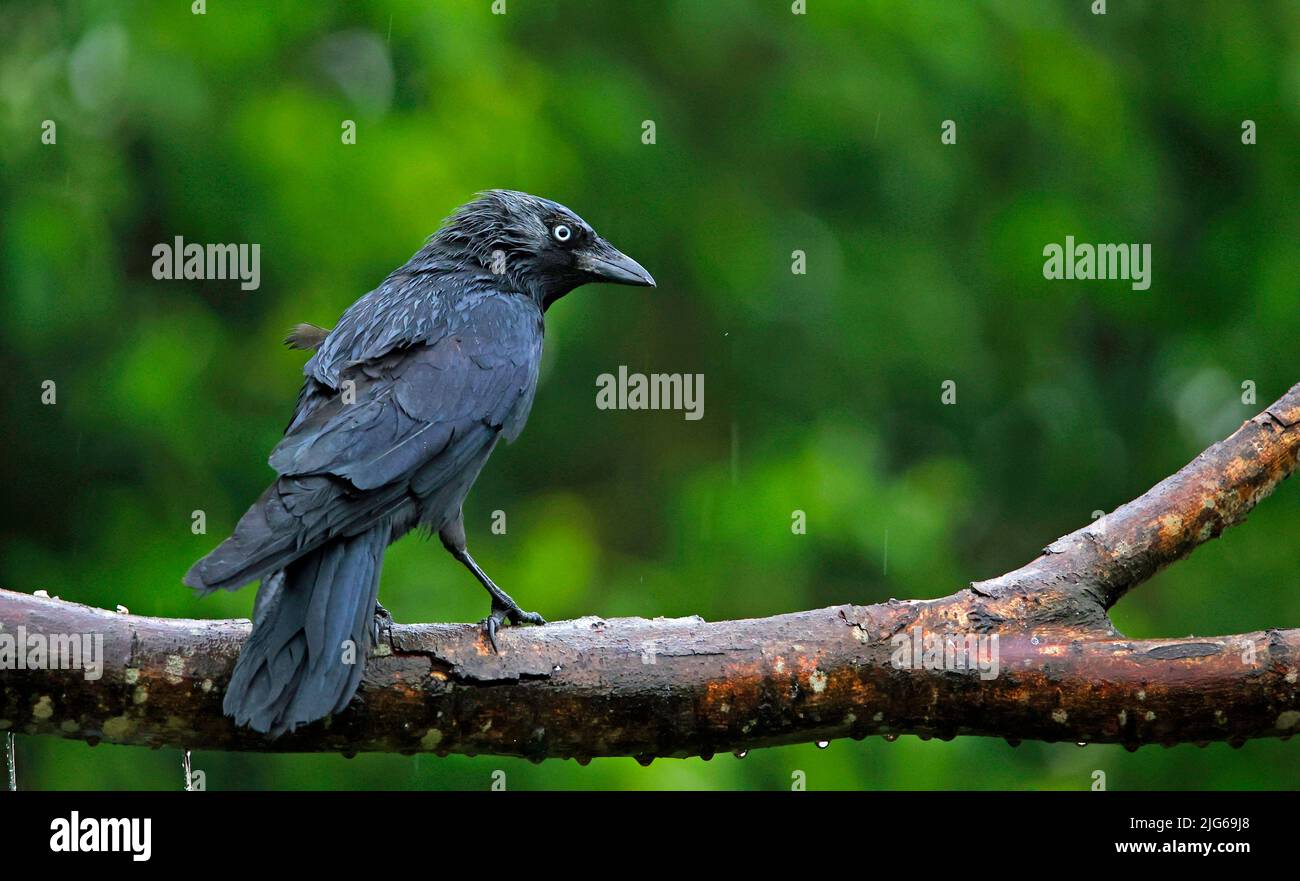Jackdaw preening hi-res stock photography and images - Alamy