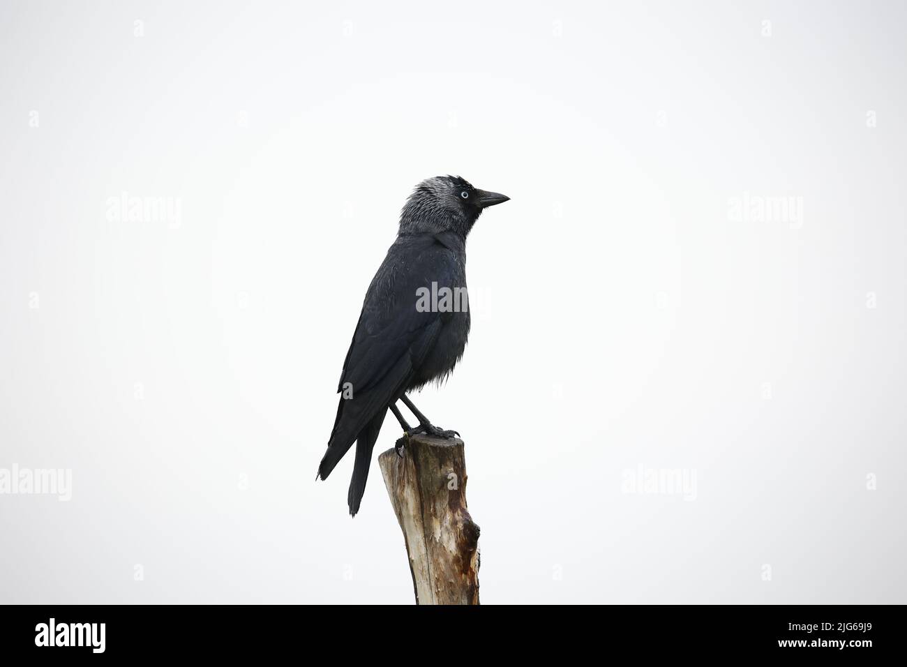 Jackdaw perching on branch hi-res stock photography and images - Alamy