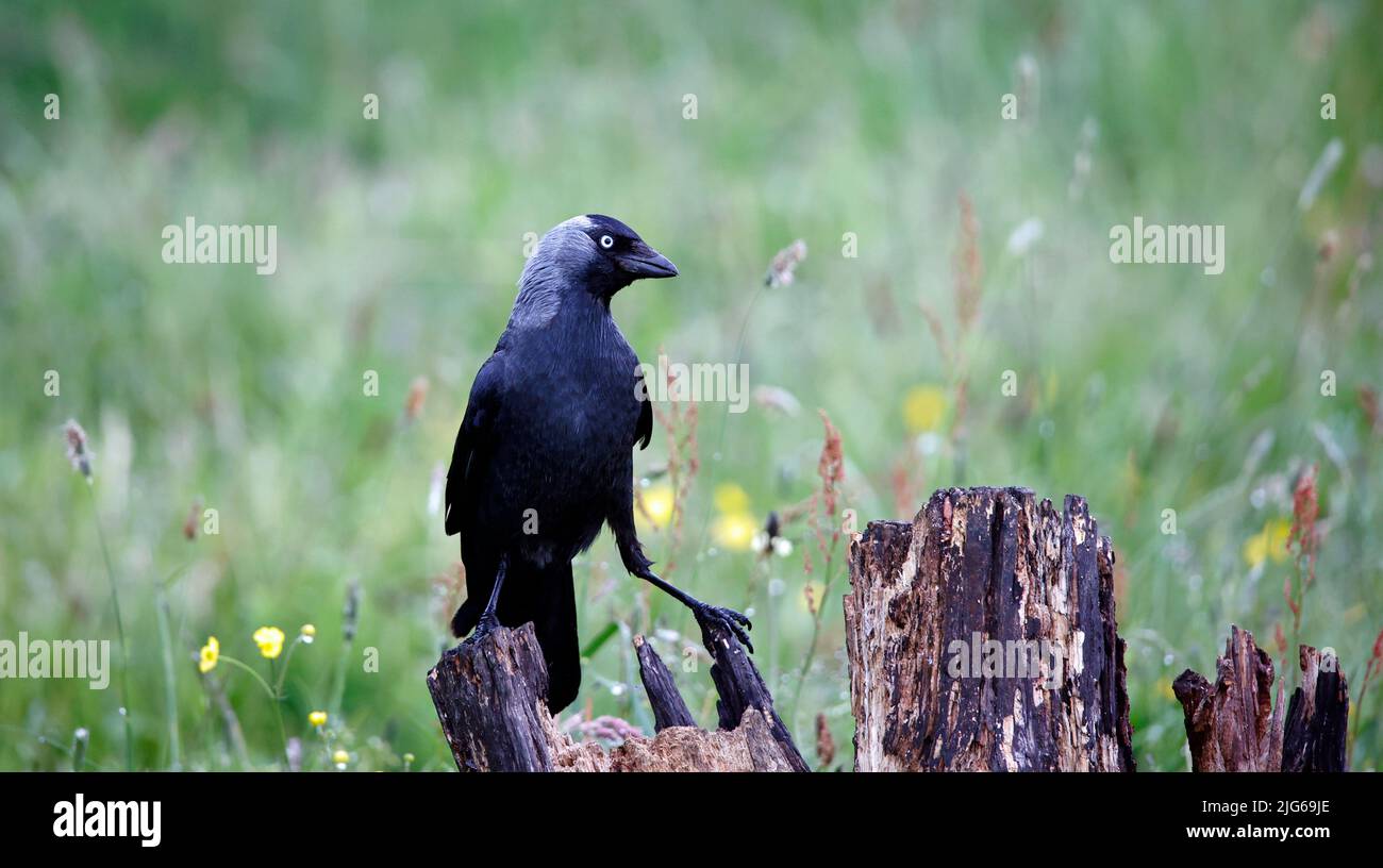 Male jackdaw hi-res stock photography and images - Alamy