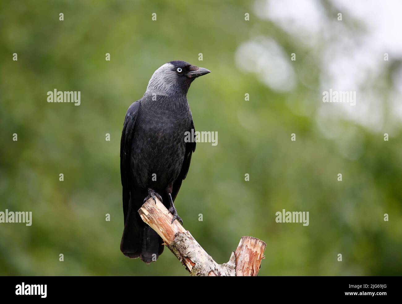 Jackdaw perched on a dead branch by a meadow Stock Photo - Alamy
