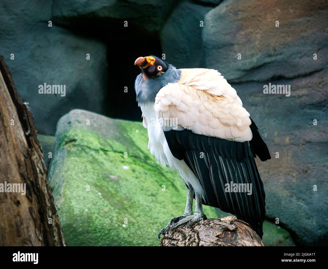 Vulture portrait. Colorful plumage of vulture. big bird. Taken in a ...