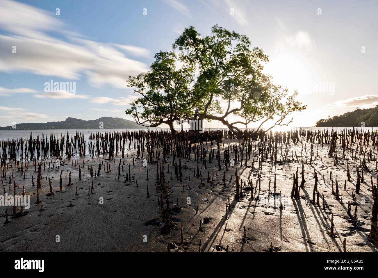 Mangroves of Poroani Bay Mayotte Indian Ocean Stock Photo - Alamy