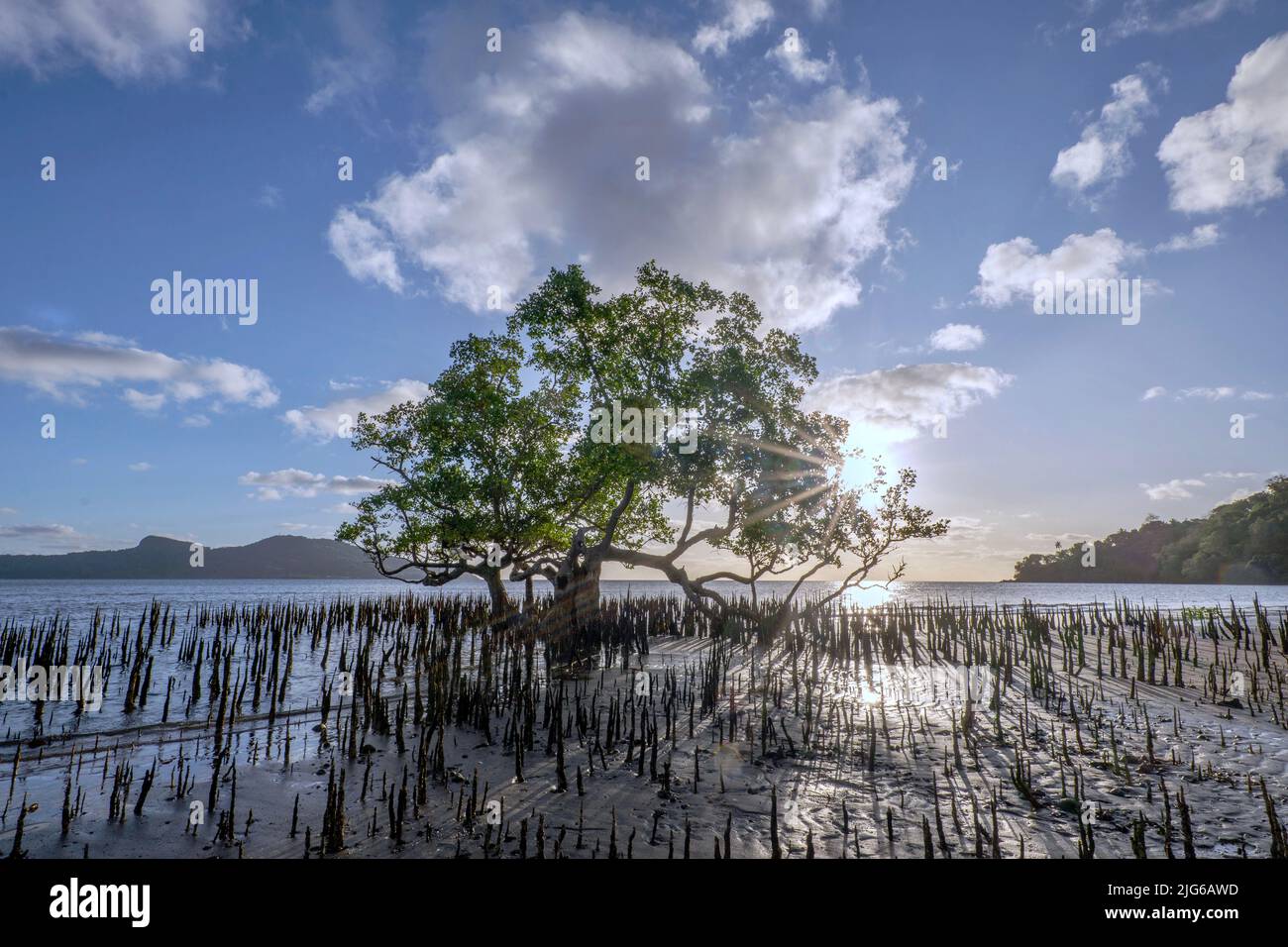 Mangroves of Poroani Bay Mayotte Indian Ocean Stock Photo - Alamy