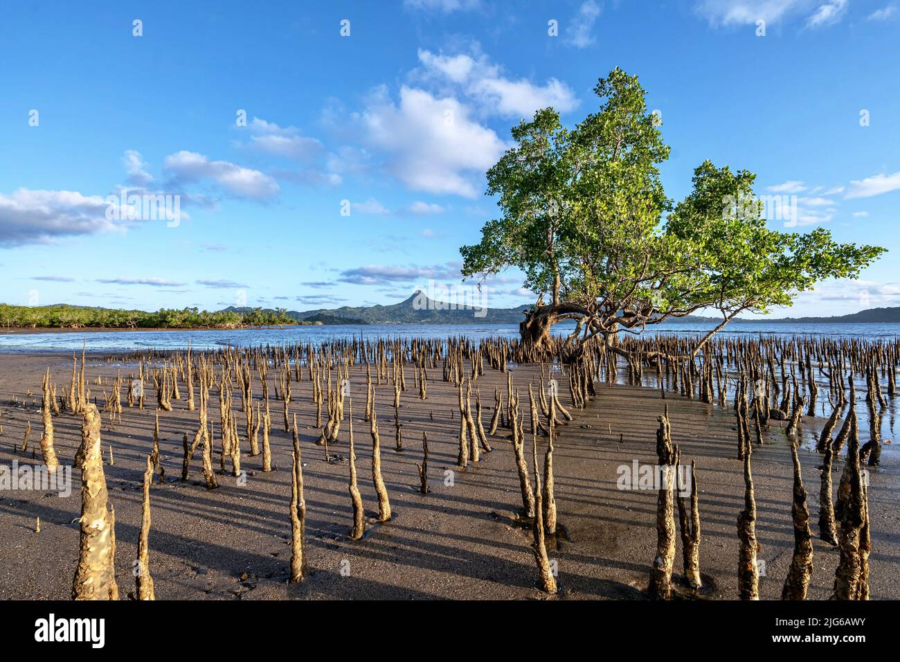 Mangroves of Poroani Bay Mayotte Indian Ocean Stock Photo - Alamy
