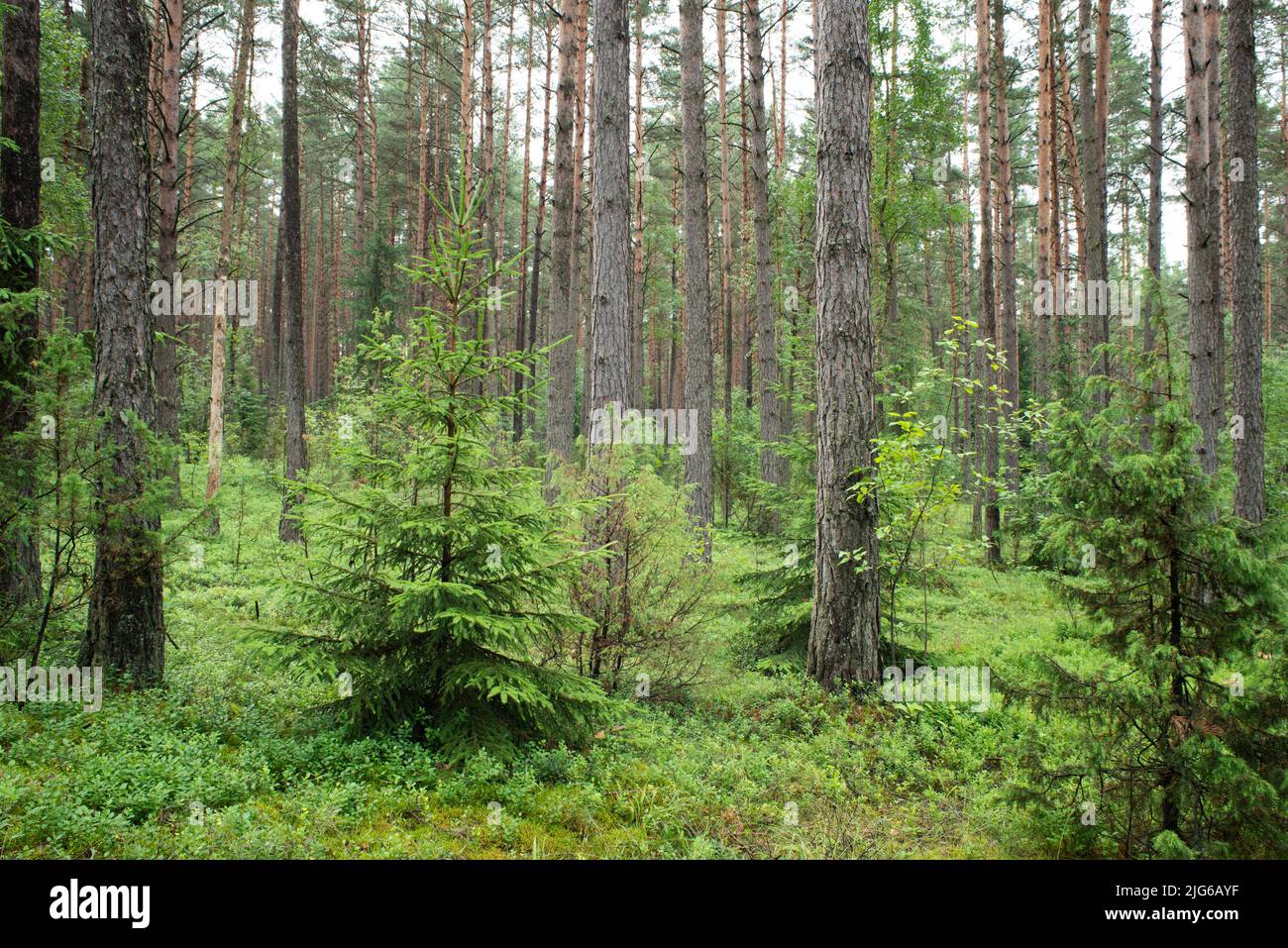 Dense naturally wild pine forest, panorama, large trees, bushes and grass Stock Photo - Alamy
