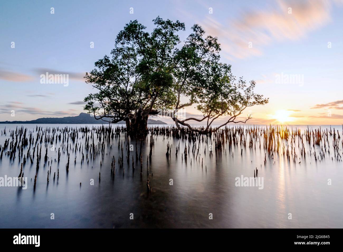 Mangroves of Poroani Bay Mayotte Indian Ocean Stock Photo - Alamy