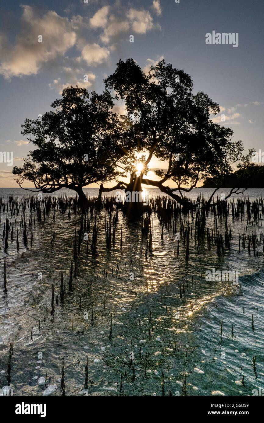 Mangroves of Poroani Bay Mayotte Indian Ocean Stock Photo - Alamy