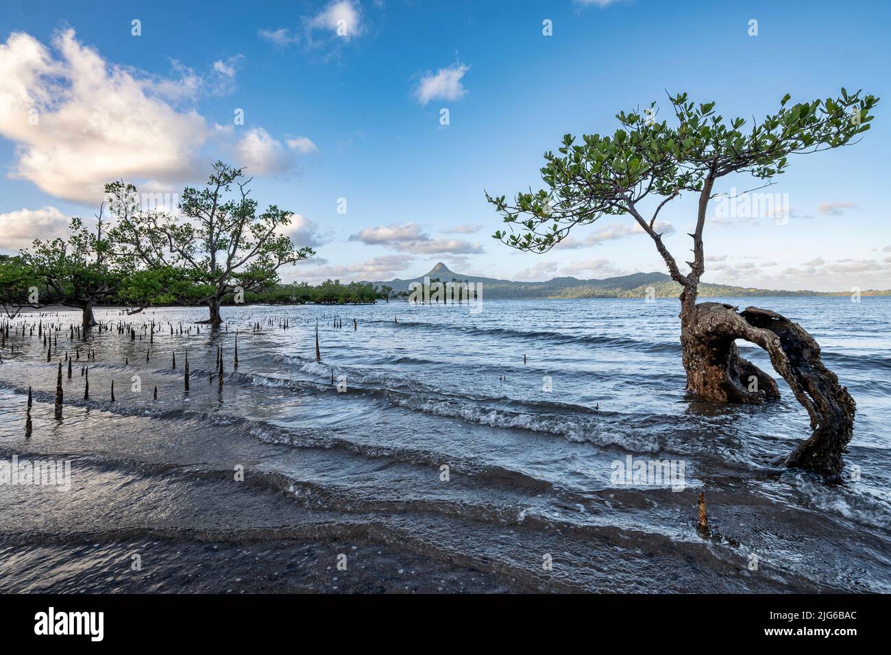 Mangroves of Poroani Bay Mayotte Indian Ocean Stock Photo - Alamy