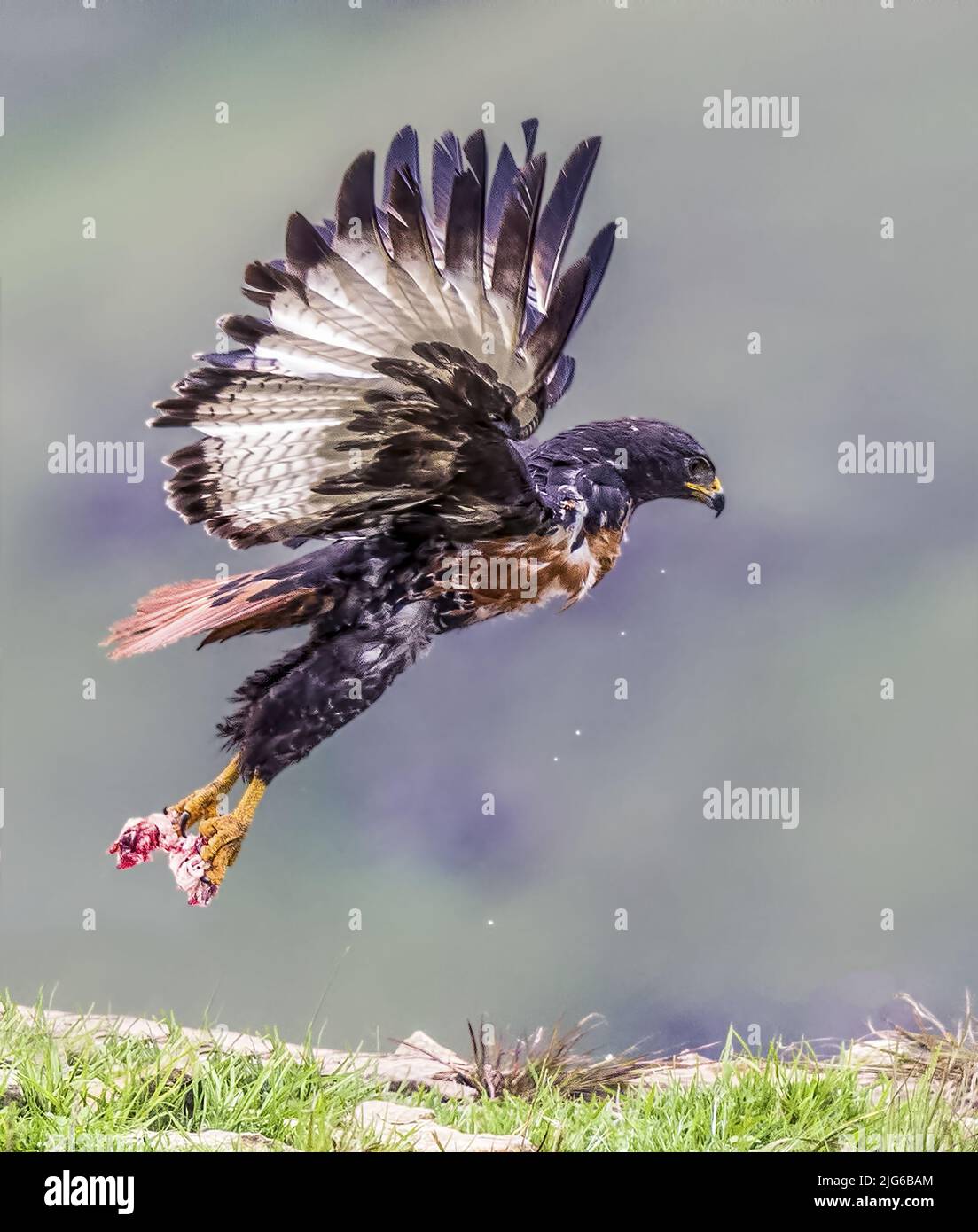 The buzzard prepares for take off, food in tow. Drakensberg Mountain ...