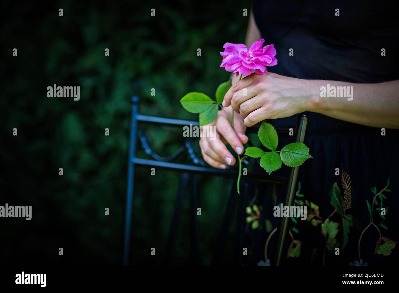Close up of female hands holding a rose flower Stock Photo - Alamy